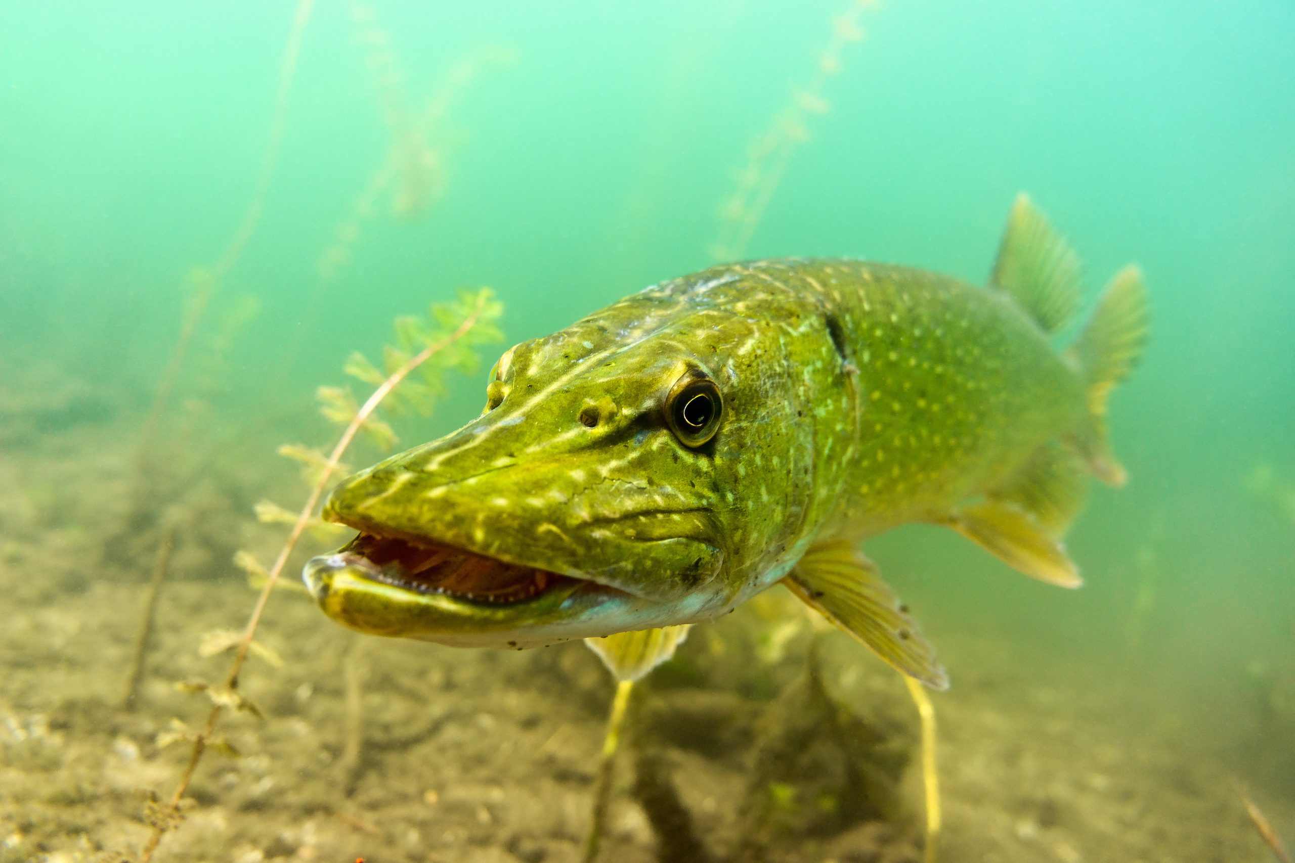 Opplæringslovutvalget i siget eller sivet? - Norsk Lektorlag