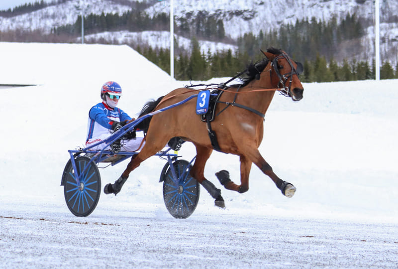 En morstamme i øverste sjikt - TGN