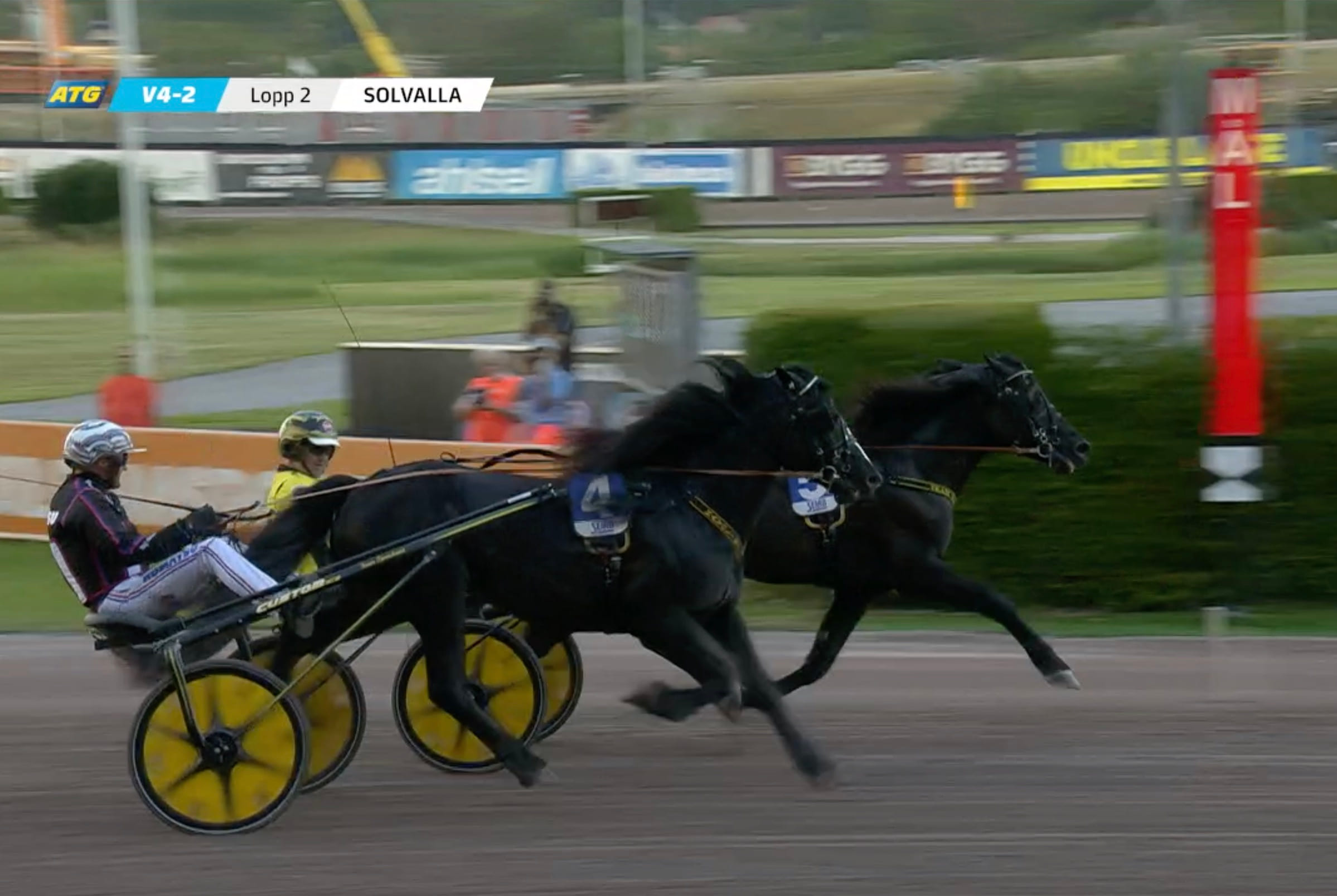 Råsterk Grisle Odin GL og dobbel Tjomsland - TGN