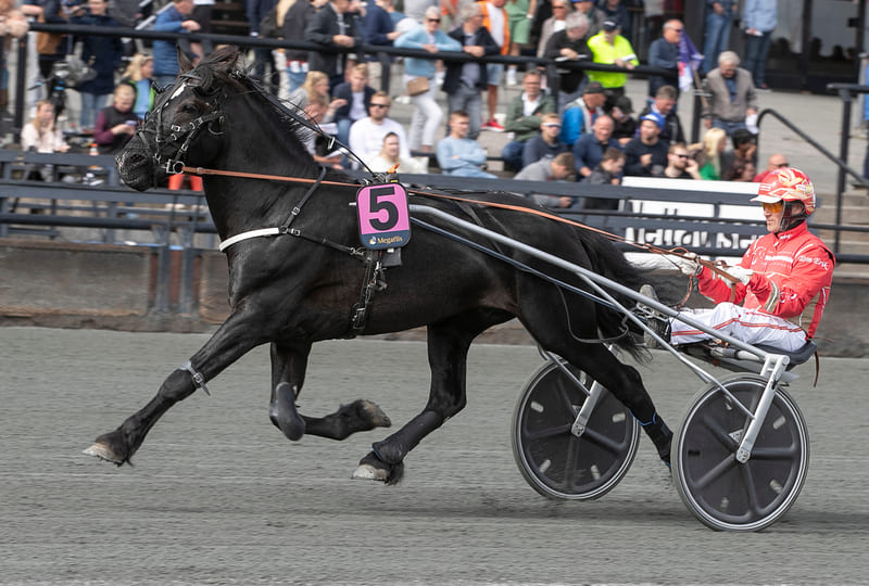 En unik hest å holde på med - TGN