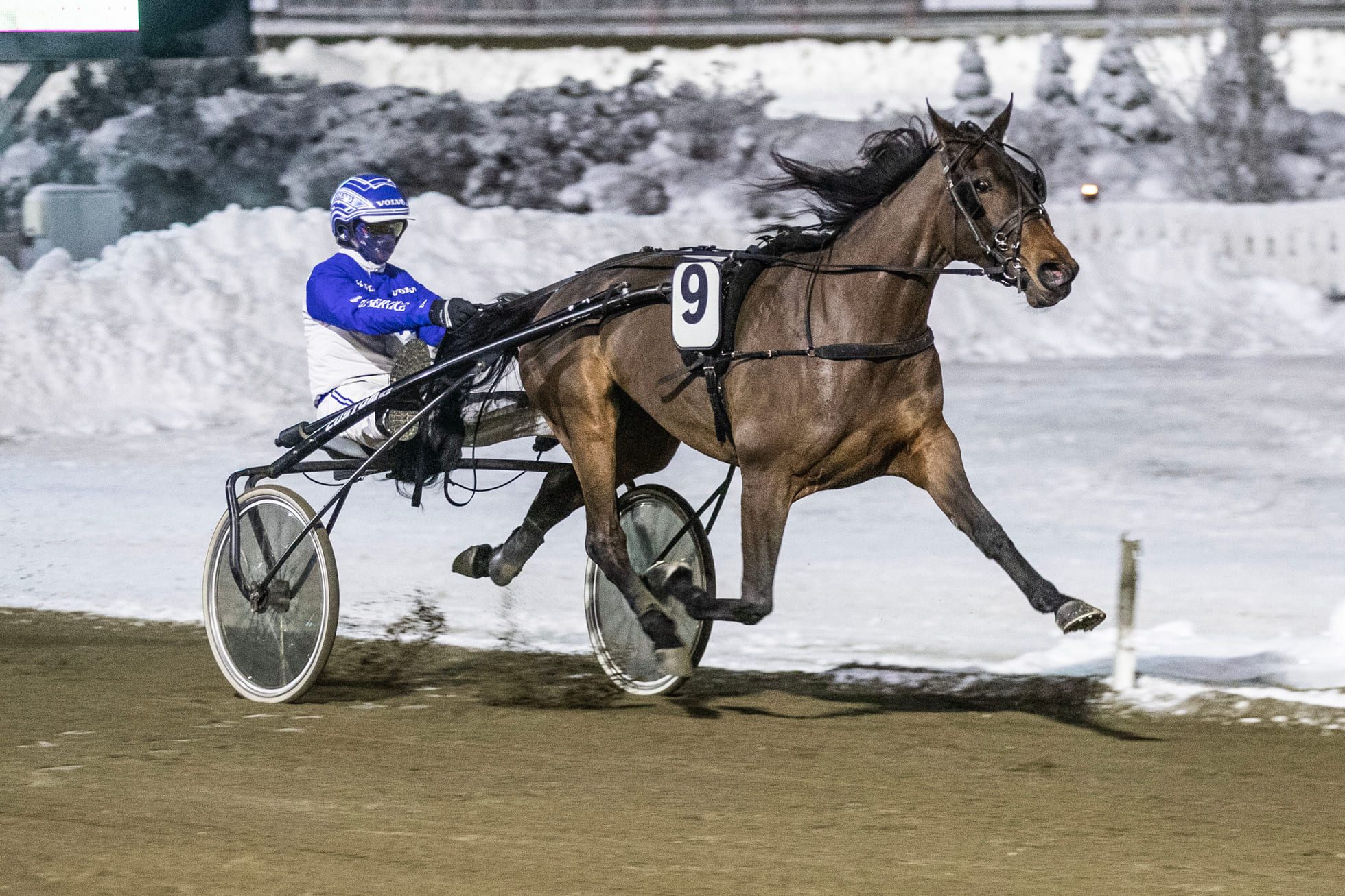Formtoppet 4-åring og ubeseiret 3-åring - TGN